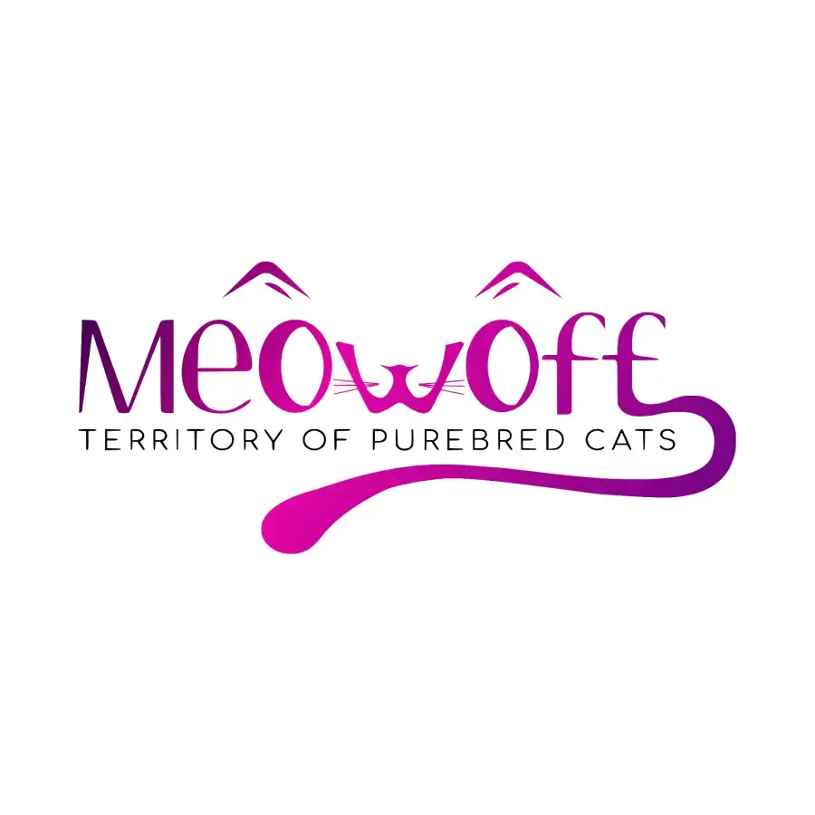 Kitten Care Essentials Every New Owner Needs | Champion Bloodlines ...