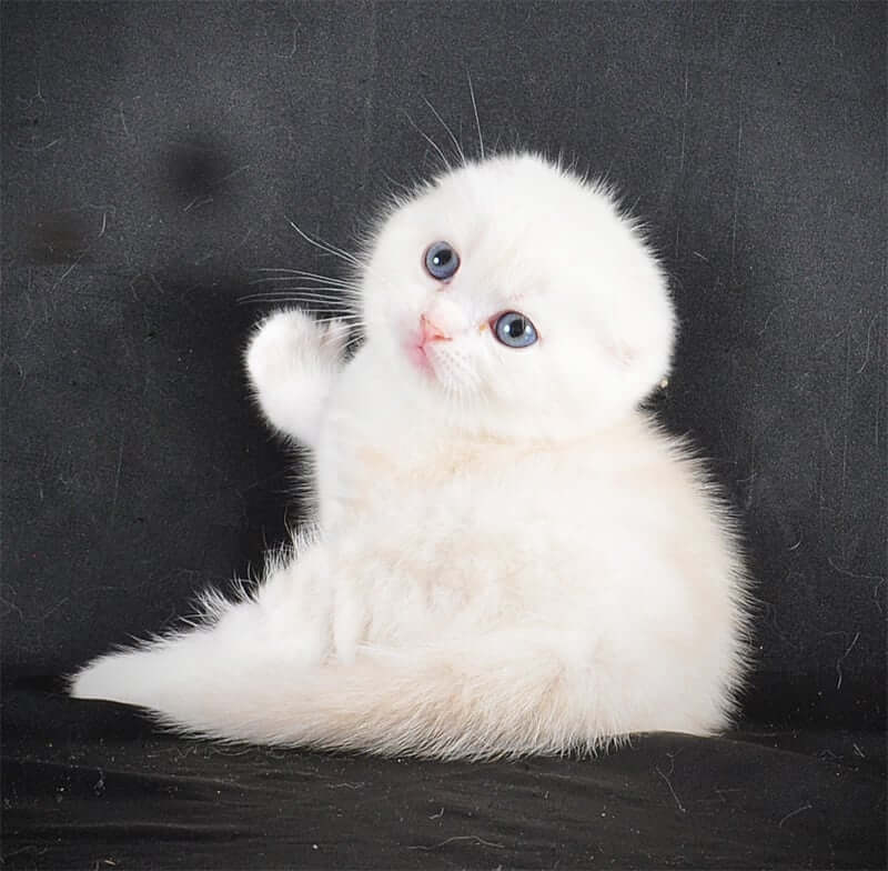 Scottish Fold Kittens In Michigan | Champion Bloodlines & Vet-Checked ...