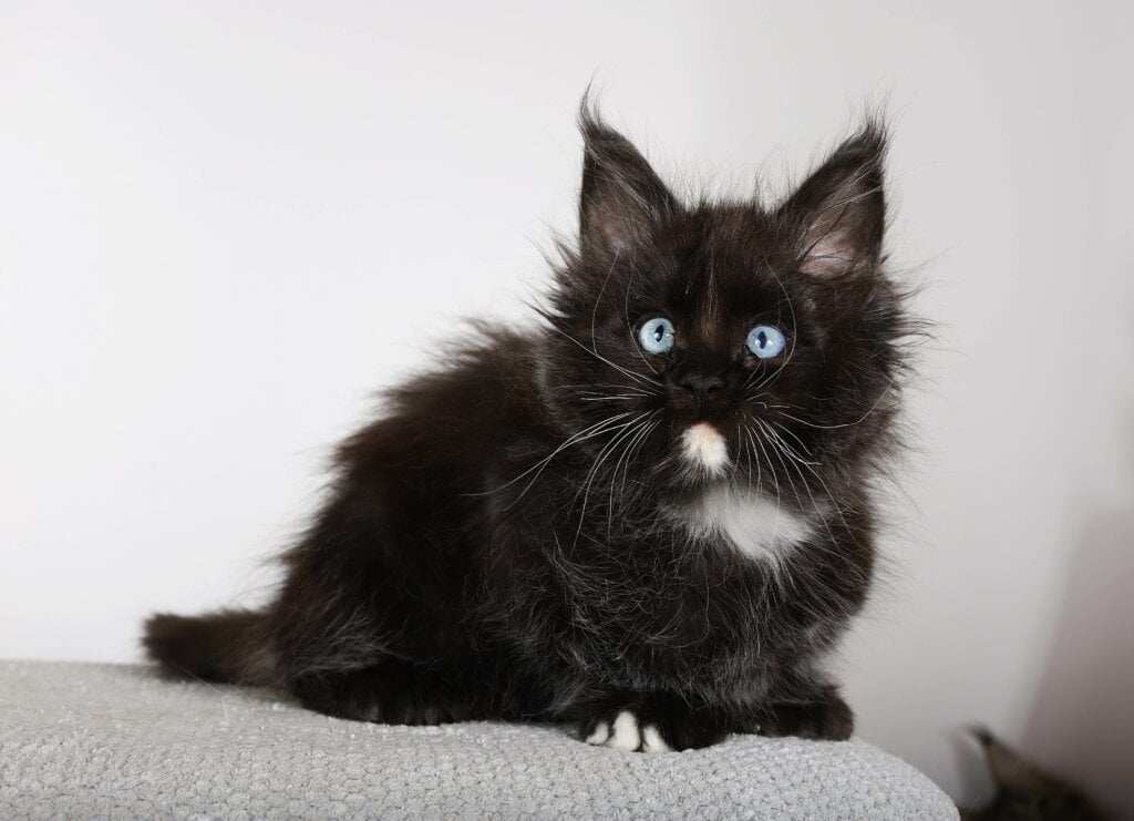 Maine Coon Coat Changes: Summer vs Winter Shedding | MeoWoff
