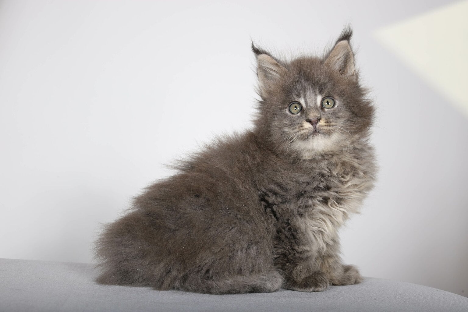 Maine Coon Growth Stages: What to Expect | MeoWoff