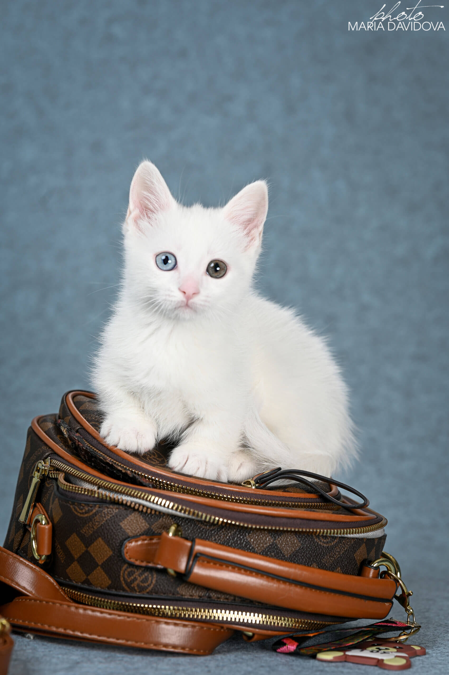 Munchkin Kittens for Sale | Fully Vaccinated | Champion Bloodlines ...