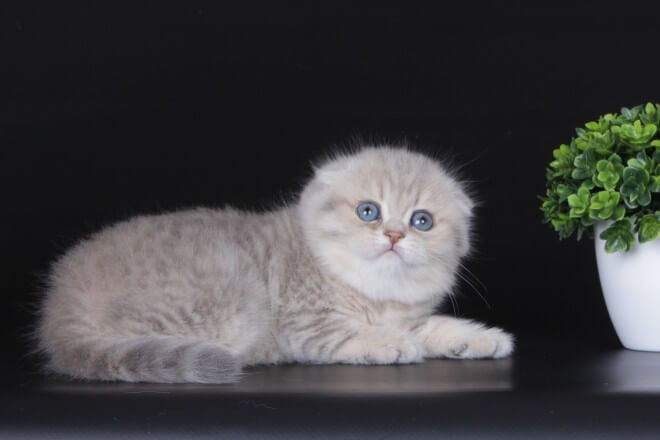 Scottish Fold Cat Ear Problems: Symptoms and Solutions | Champion ...