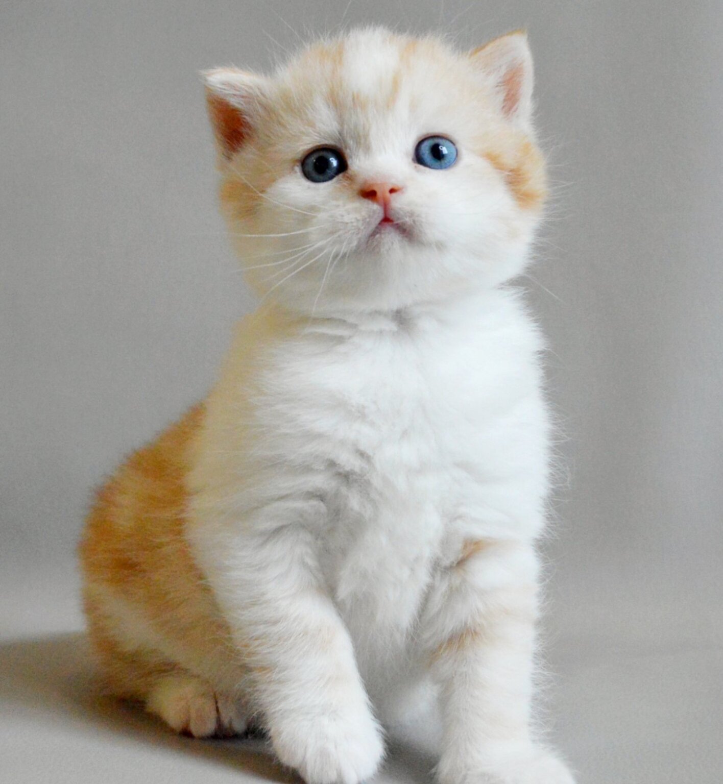 Kittens For Sale | Chicago - Meowoff We Will Help You To Find Your ...