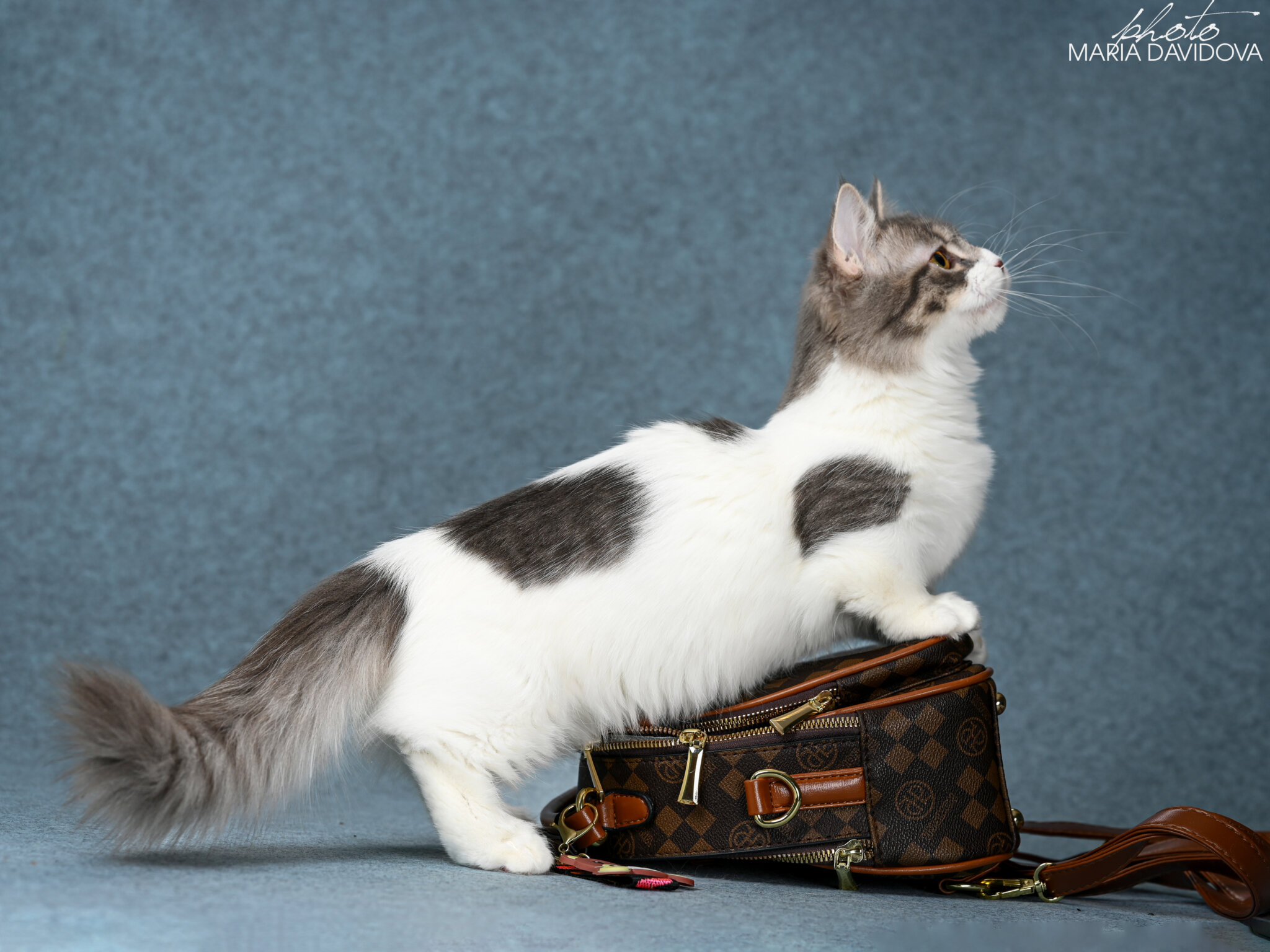 How Big Do Full-Grown Munchkin Cats Get? Size, Weight & Health ...