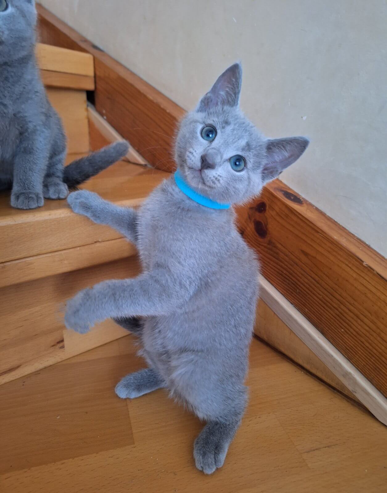 German Russian Blue Blue Male (Reserved) $2750 | Champion Bloodlines ...
