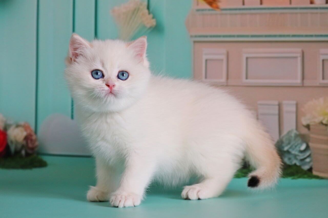 Megan British Shorthair Female (Available) $3000 | Champion Bloodlines ...