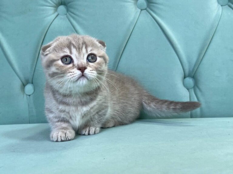 How Much Do Munchkin Cats Cost? Factors to Consider | Champion ...