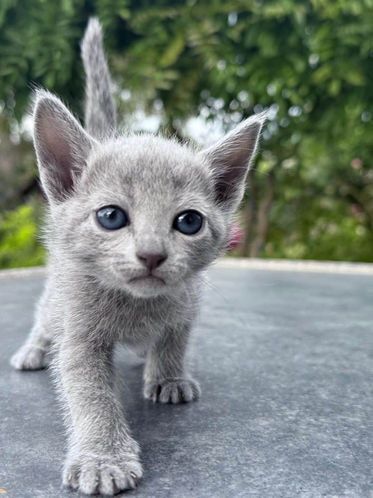 Barby Russian Blue Blue Female (Reserved) $2850 | Champion Bloodlines ...