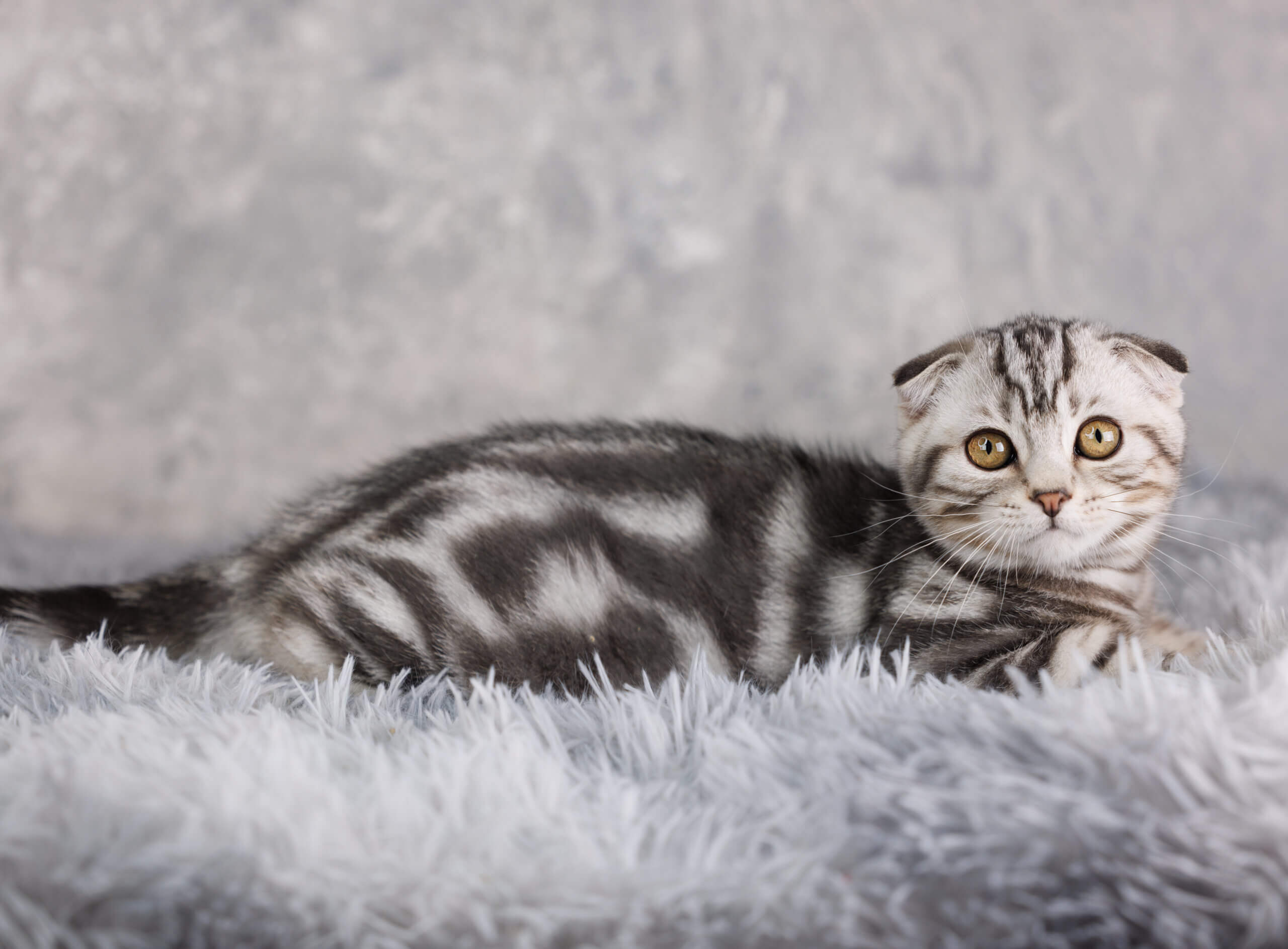 Understanding the Ear Folding in Scottish Fold Cats | Champion ...