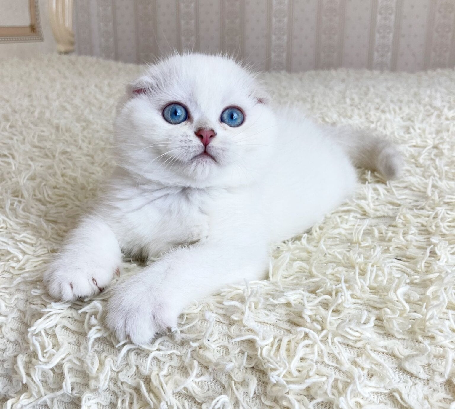 Understanding the Ear Folding in Scottish Fold Cats | Champion ...