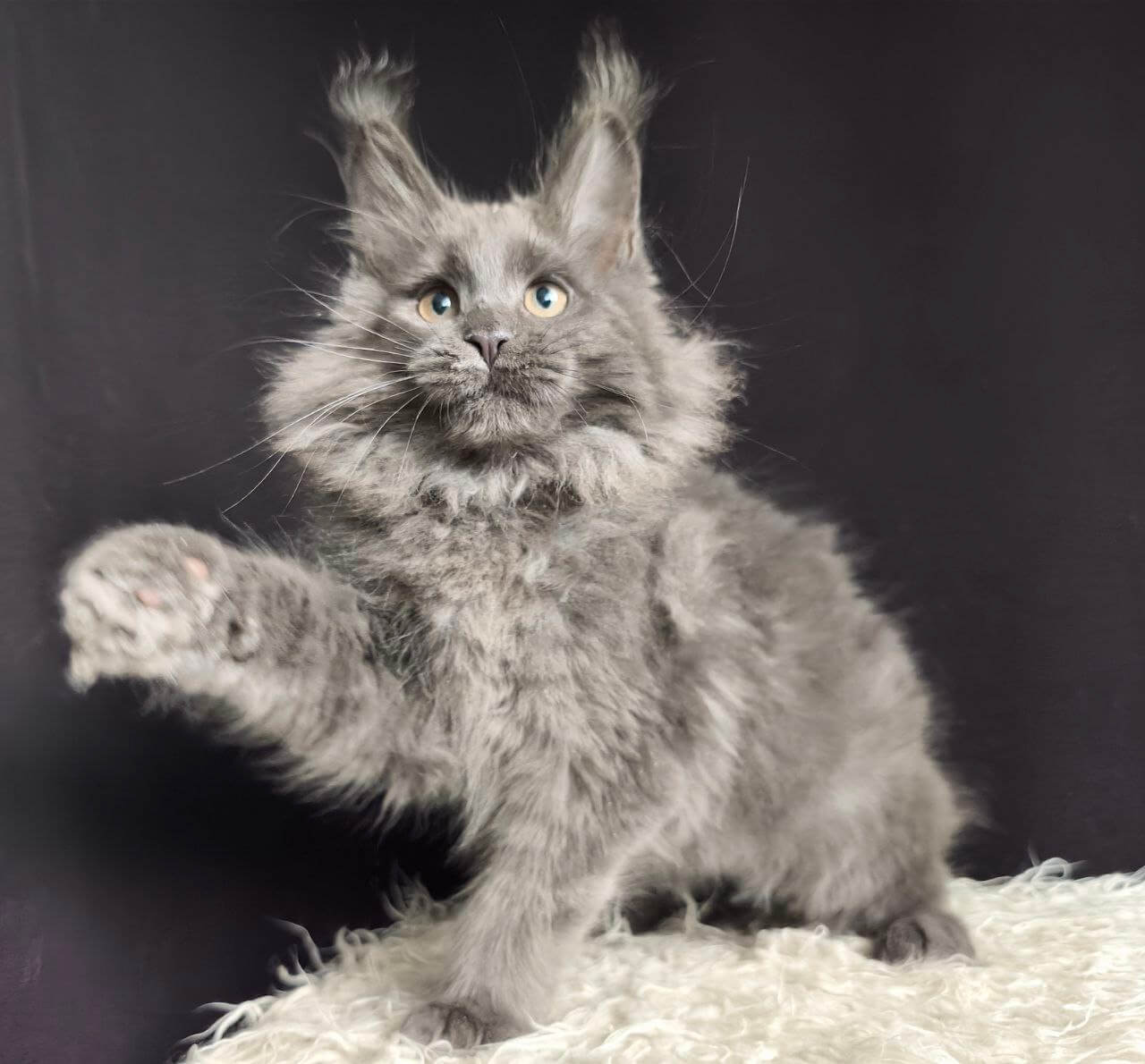 Kayshi Maine Coon Blue Silver Male (Available) $3350 | Champion ...