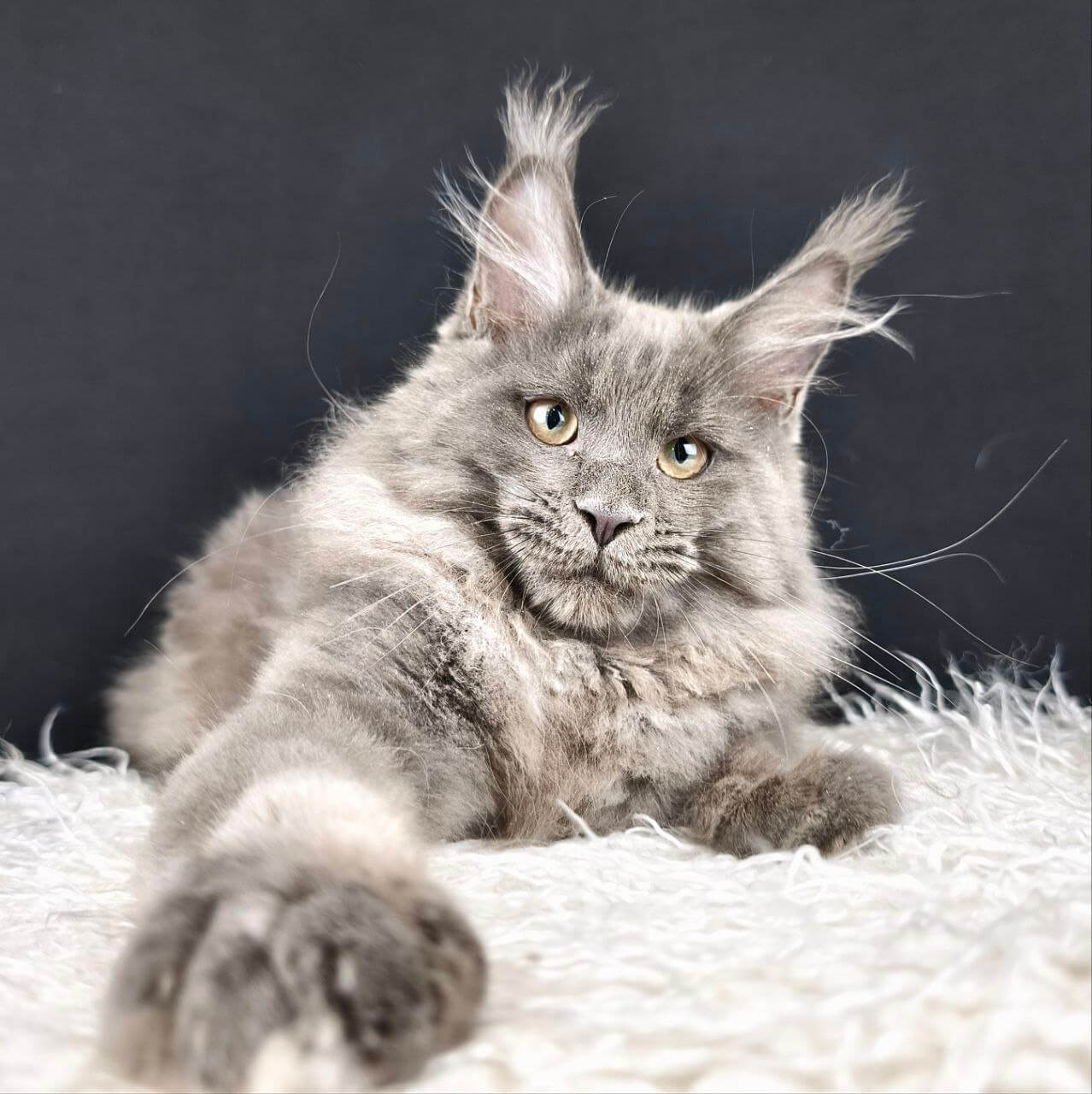 Kayshi Maine Coon Blue Silver Male (Available) $3350 | Champion ...
