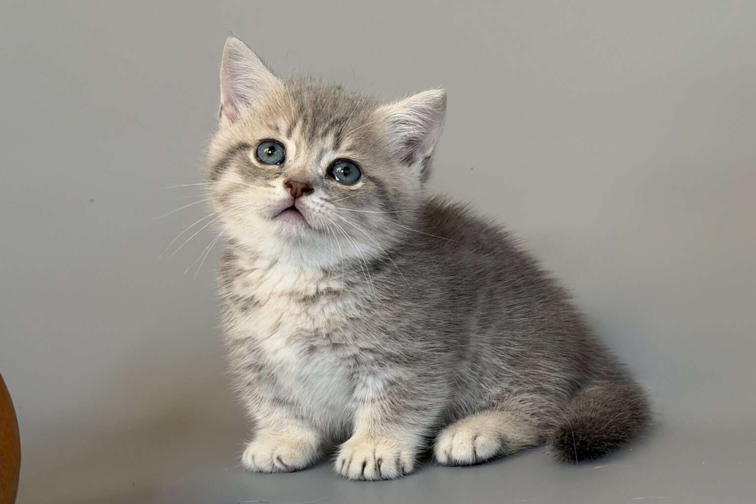 The Colors of British Shorthair Cats Explained | Champion Bloodlines ...