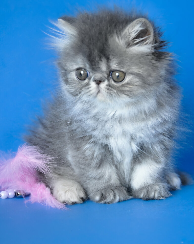 Maine Coon vs. Regular Cat - Size, Personality, Care | MeoWoff